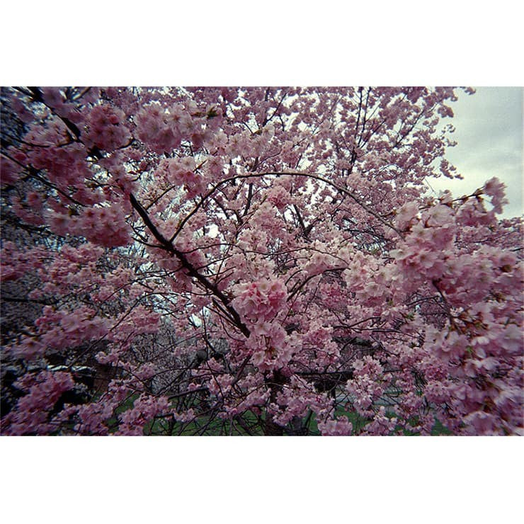 Lomography Simple Use Color - Disposable Camera – Instaxshop